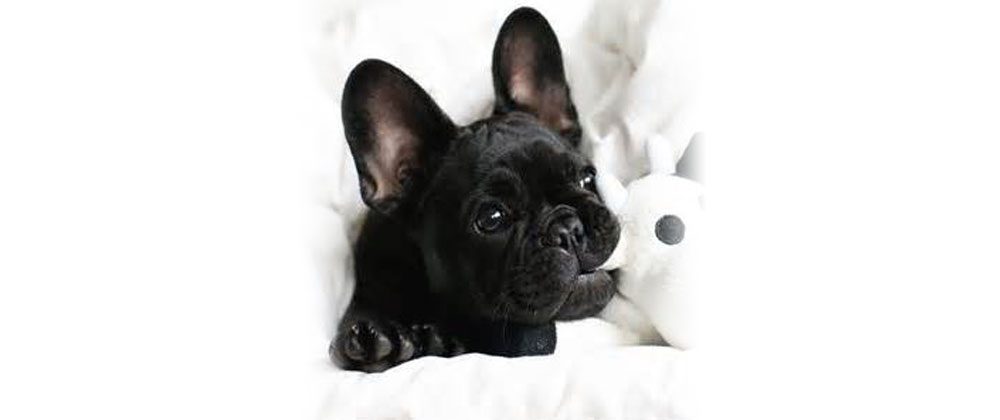 Contact Showtime Entry Form - Showtime Entry Service