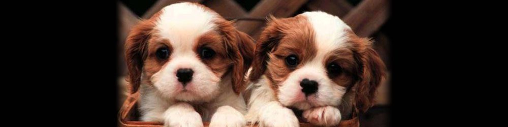 Contact Showtime Entry Form - Showtime Entry Service