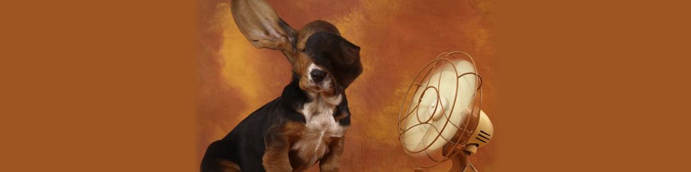 New Dog Information - Showtime Entry Service